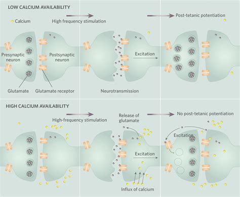 Infographic Reverse Signaling Between Neurons The Scientist Magazine®