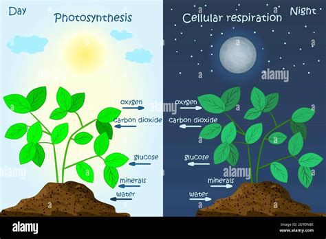 Photosynthesis Diagram Hi Res Stock Photography And Images Alamy