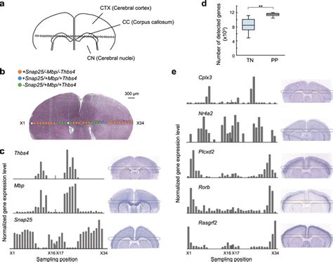 Site Specific Gene Expression Determined From Microdissection Of The