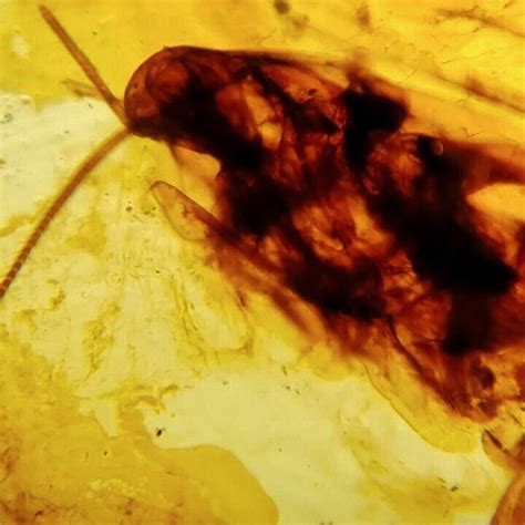Burmese Insect Amber Roach Larva Fossil Cretaceous Dinosaur Era Hukawng