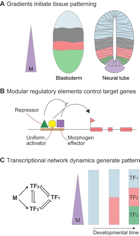 Morphogen Rules Design Principles Of Gradient Mediated Embryo Patterning Pmc