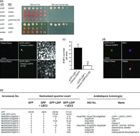 interaction of lipid drop associated protein ldap interacting protein download scientific