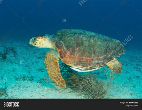 Loggerhead Sea Turtle Image And Photo Free Trial Bigstock