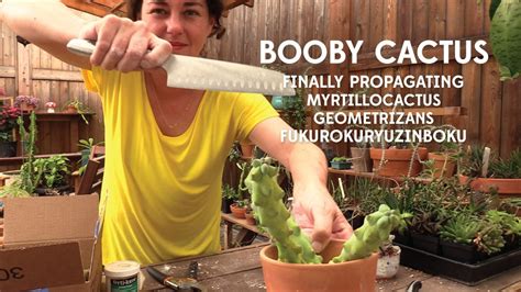 Booby Cactus Propagation Finally Myrtillocactus Geometrizans Fukurokuryuzinboku Sucs For You