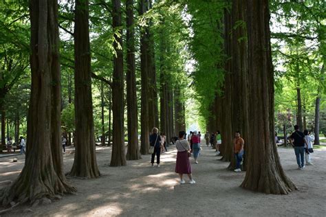 청춘과 낭만의 섬 춘천 여행 남이섬 세계책나라축제 개막식 네이트뷰