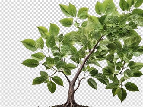 Premium PSD Tree Png
