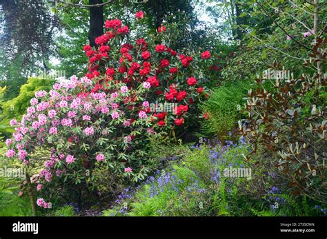 Pink And Red Rhododendronazalea Ericaceae Shrubs By A Footpath In The