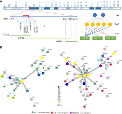Sex Differential Dna Methylation And Associated Regulation Networks In Human Brain Implicated In
