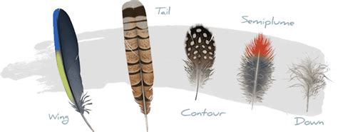 Types Of Bird Feathers Chart