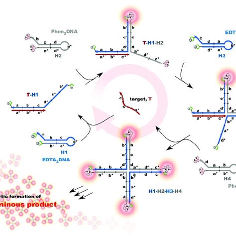 Nonenzymatic Signal Amplification By Dna Circuits A Luminous Dna Download Scientific Diagram