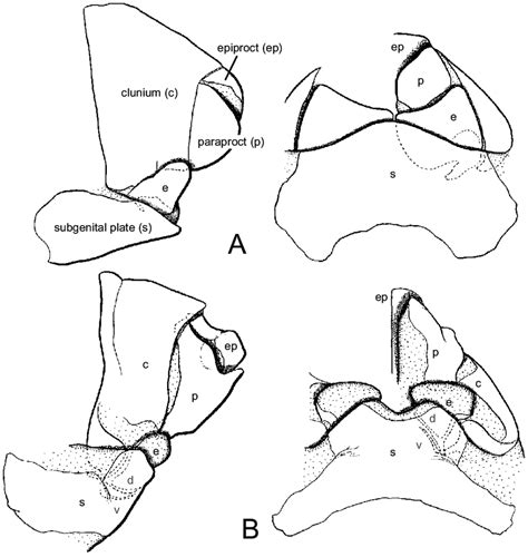 Female Genitalia Lateral Left And Ventral Right Aspects A Download Scientific Diagram