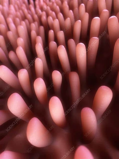 Human Intestinal Lining Illustration Stock Image F0107312