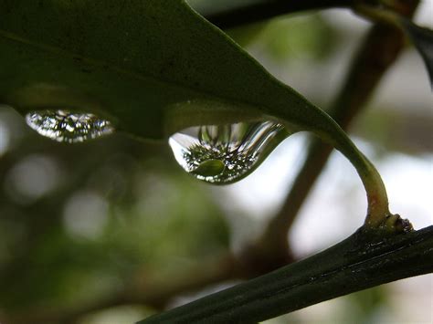雨上がりの金柑 新ぼちぼち植物などを