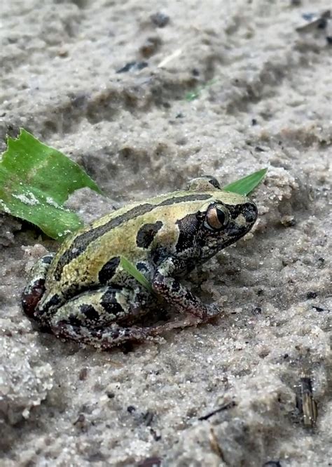 Welcome To Tmw Media Group On Safari With Nala Bubbling Kassina