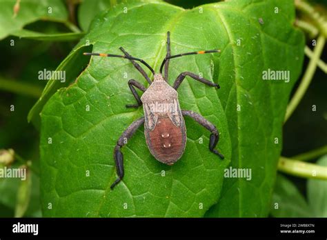 A Leaf Footed Bug Acanthocephala Terminalis Stands Out On A Lush Green Leaf Its Detailed