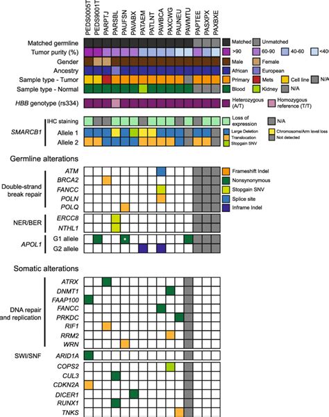 Germline And Somatic Alterations Detected In Renal Medullary Carcinoma Download Scientific
