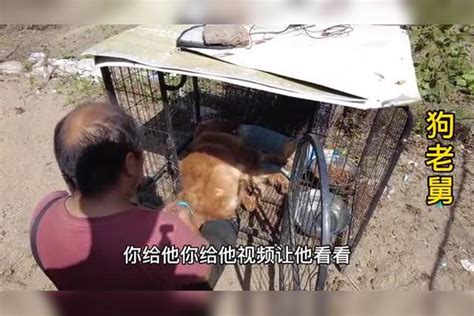 泪奔全网最可怜的岁大金毛犬瘟后遗症全身抽搐谁来救救我