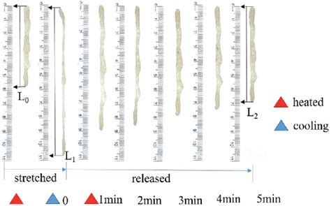 Shape Memory Properties Of Polyurethane L 0 Initial Length L 1 Fixed Download Scientific