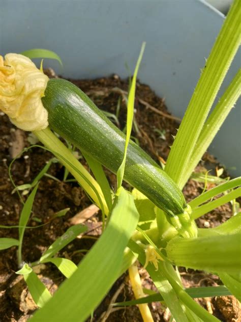 3 Plant Based Zucchini Recipes My Plant Base Plate