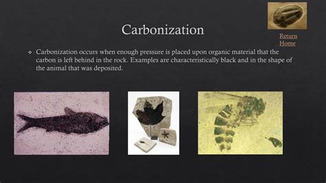 Ppt Processes Of Fossilization Powerpoint Presentation Free Download Id2161435