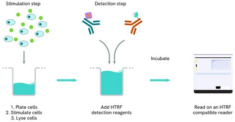 Htrf Human Total Kras Detection Kit 500 Assay Points Revvity