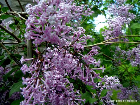 Lilac Tree Wallpapers WallpaperSafari