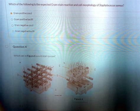 Solved Which Of The Following Is The Expected Gram Stain Reaction And Cell Morphology Of