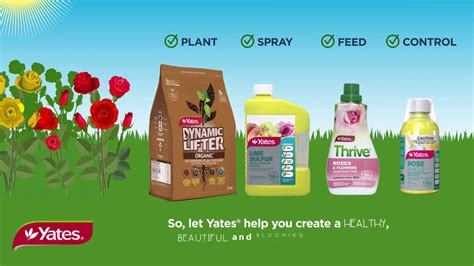 How To Plant And Care For Roses In Easy Steps Youtube