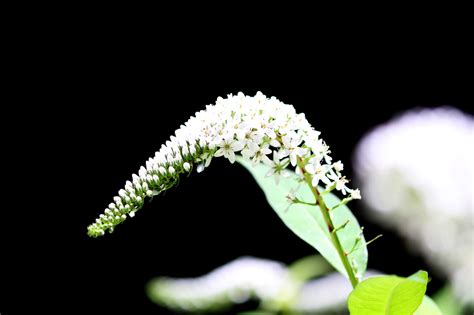 鹅颈珍珠菜 花朵 植物 Pixabay上的免费照片 Pixabay