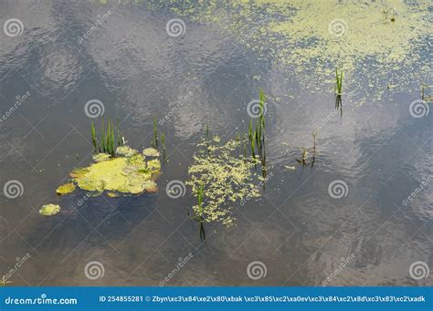 polluted water surface stock image image of wash pollution 254855281