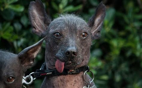 Xoloescuincle 10 Datos Curiosos Sobre Este Perro Perro Sin Pelo