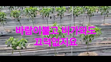 고추를 많이따려면 ~3편 Youtube