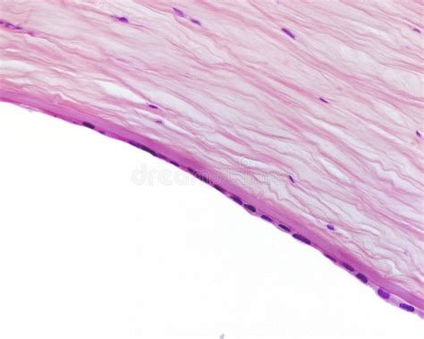 Eye Inner Layers Of Cornea Stock Image Image Of Microscopy