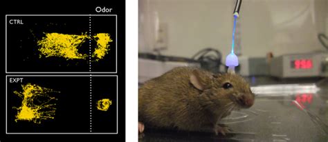 Dissecting Neural Wiring