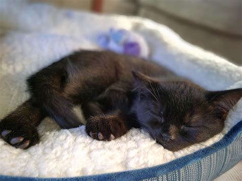 Sleepy Void Kitten Beans R Toebeans