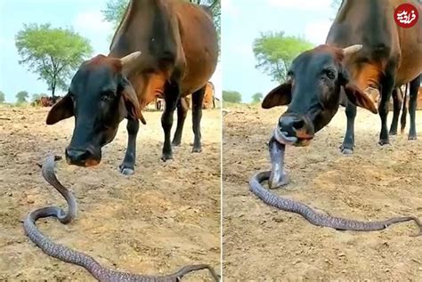 عکس دوستی خارق‌العاده مار کبری با گاو