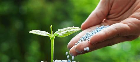 Питомник растений Горный щит Продажа плодовых декоративных деревьев и кустарников рассады