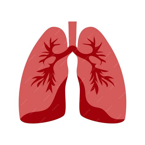 Órgão Humano Da Anatomia Do Pulmão Sistema Respiratório Humano Vetor