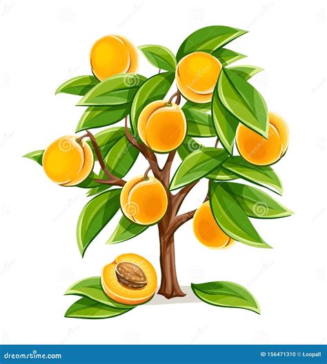 Peach Tree Drawing At Juanita Morris Blog