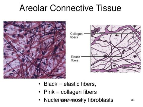 Elastic Connective Tissue Diagram