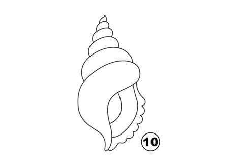 How To Draw A Shell In 11 Easy Steps VerbNow