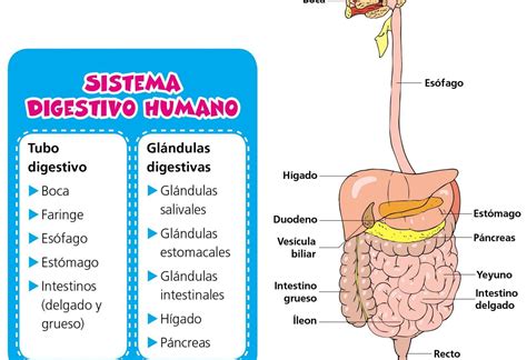 Estructura Del Sistema Digestivo Vlfbnk