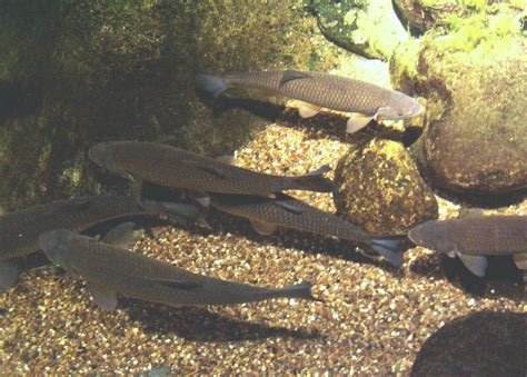 Professor P Brain S Blog What S In A Critter S Name Mullet