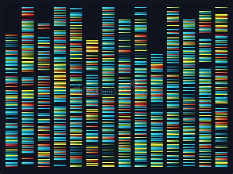 Genomic Sequences Structure Of Dna Genome Stock Vector Illustration Of Double Evolution