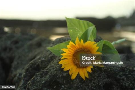바다 바위 배경에 누워 하나의 아름다운 해바라기 머리 꽃 텍스트 디자인 요소에 대한 공간을 복사합니다 해바라기 클로즈업이 있는 개념 이미지입니다 개념에 대한 스톡 사진 및