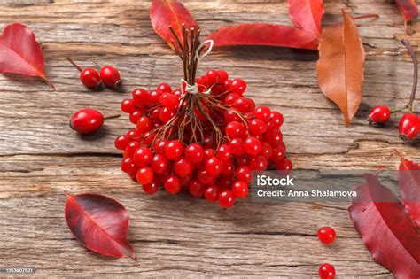 단풍과 장미 엉덩이가 있는 나무 테이블에 빨간 로완 베리 무리 가을 단풍에 대한 스톡 사진 및 기타 이미지 가을 단풍 계절 과일 Istock