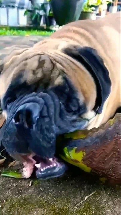 පොල් හොරා අතෙ මට්ටු 😀😂 Youtube