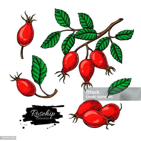 로즈 힙 벡터 드로잉 세트입니다 고립 된 베리 분기 흰색 바탕에 스케치 로즈힙에 대한 스톡 벡터 아트 및 기타 이미지 로즈힙 건강관리와 의술 건강한 생활방식 Istock