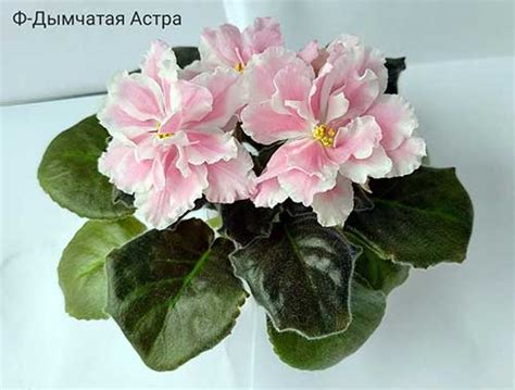 Фиалка Ф-Дымчатая Астра (771-65)