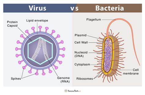Oral Quiz Questions Biol 375 Flashcards Quizlet